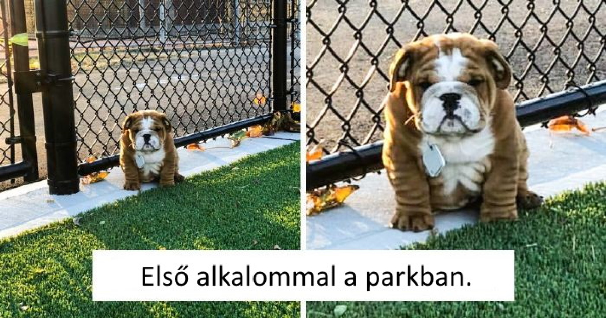 25 cuki állat, amitől a szívünk lángra gyúl - Érdekességek